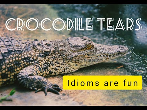Crocodile tears| Idioms meaning origin examples