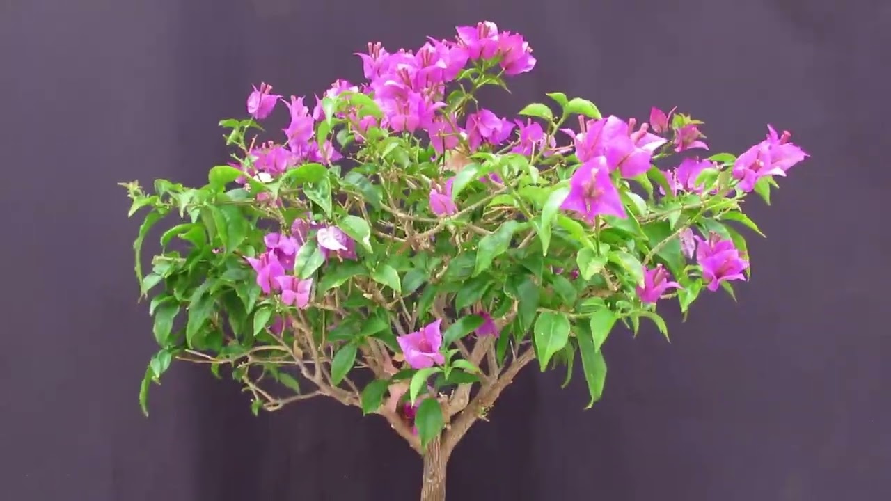 Pink Pixie Bougainvillea Bonsai Tree - Tall & Old