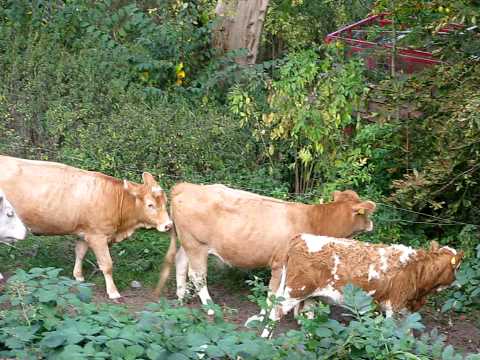 Kreaturer. Cattle. Denmark
