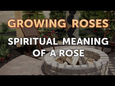 Spiritual Meaning of a Rose