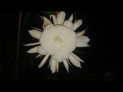 wijaya kusumah (bunga kejayaan) #wijayakusuma