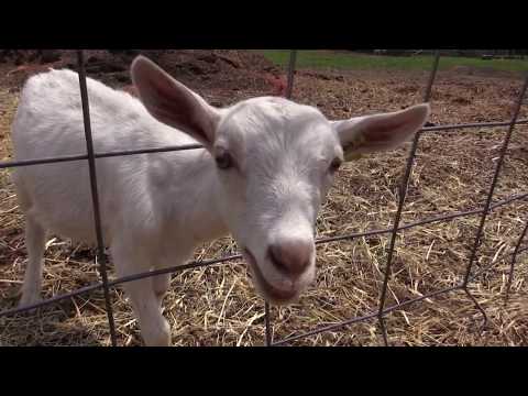 Happy Goats Make Delicious Cheese in Yellowstone