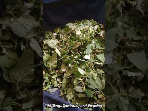 Anise Hyssop For Tea
