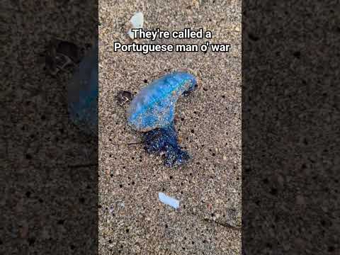 Portuguese Man 'O War on the beach (I am an idiot. Don't do this) #animals #ocean #florida #sealife