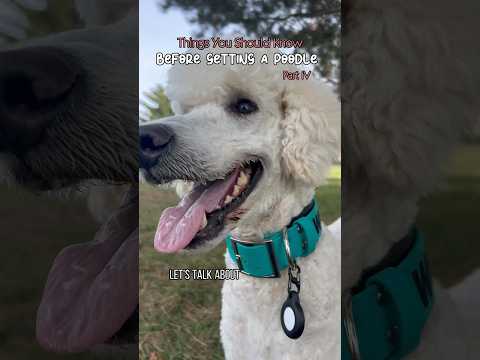 Things You Should Know Before Getting a Poodle Part IV - Common Health Issues in Standard Poodles