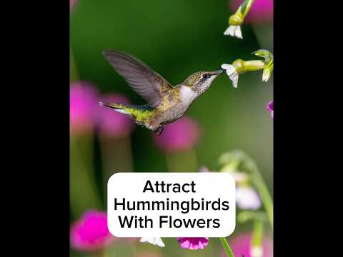 Attract Hummingbirds w/Flowers