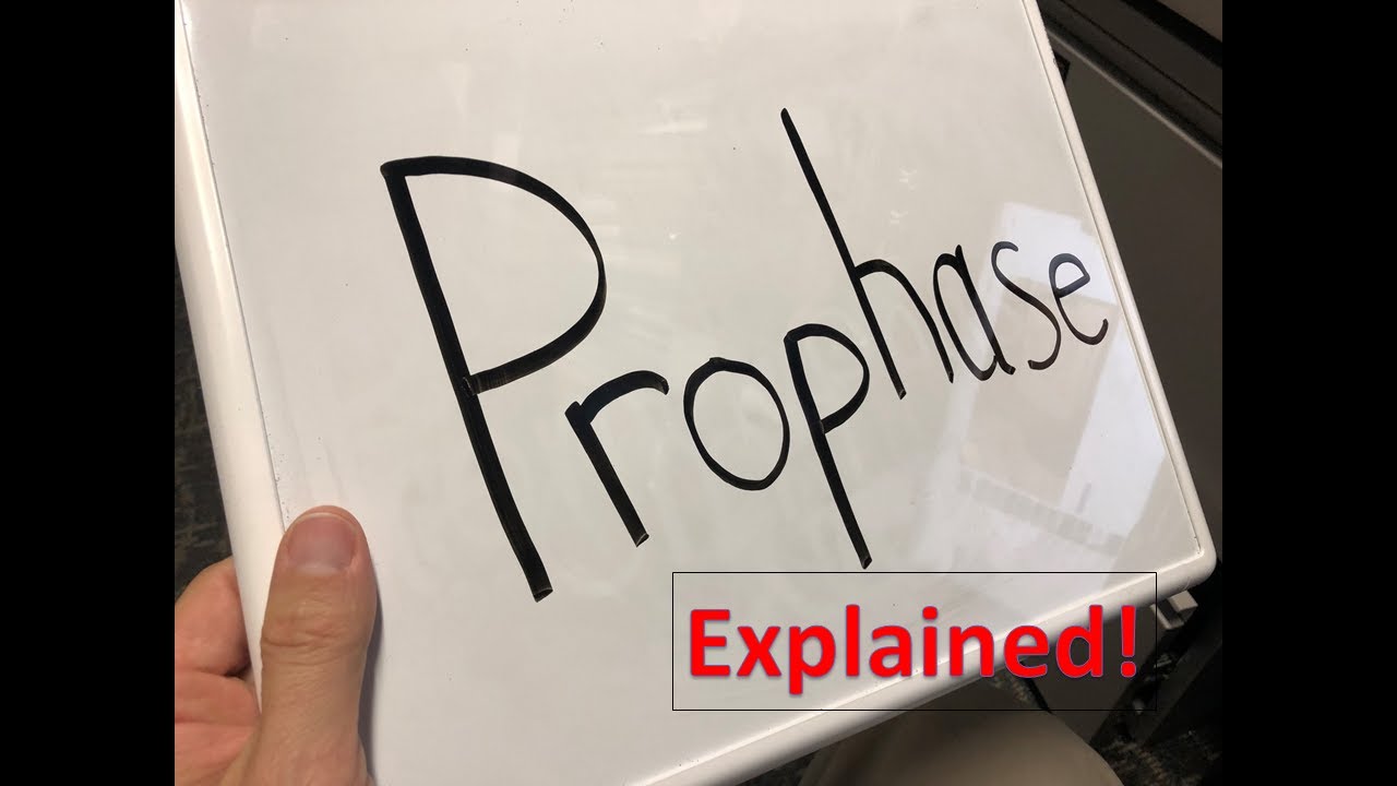 Prophase explained!