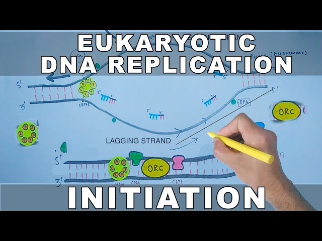 Understanding DNA Replication Initiation in Eukaryotes | Galaxy.ai