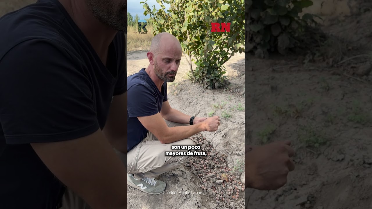 De una chacra olvidada a una apuesta millonaria el proyecto de avellanas en la Patagonia