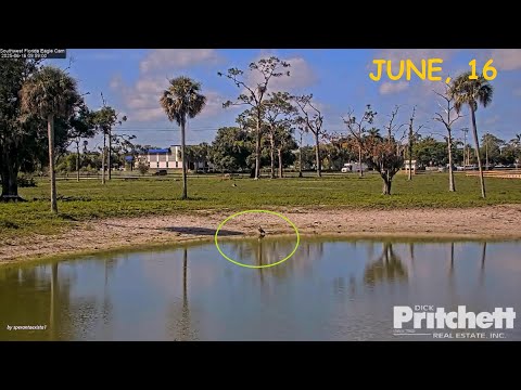 SWFL Eagles - M15 Visits The Pond! ❤️ 6.16.25