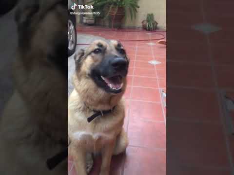 "Get the fuck outta here" Dog Meme