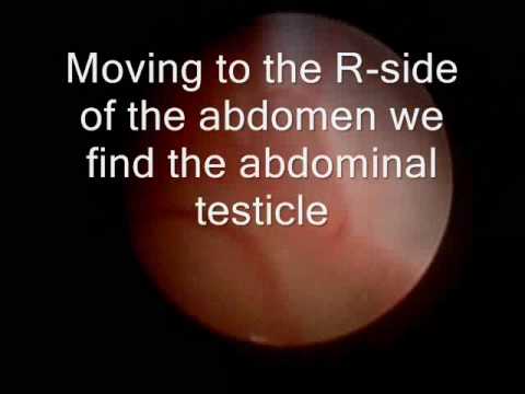 Canine Laparoscopic Cryptorchid Surgery