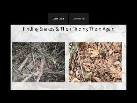 Wild Webcast - Secrets of Snakes: Research Revealed about Copperheads