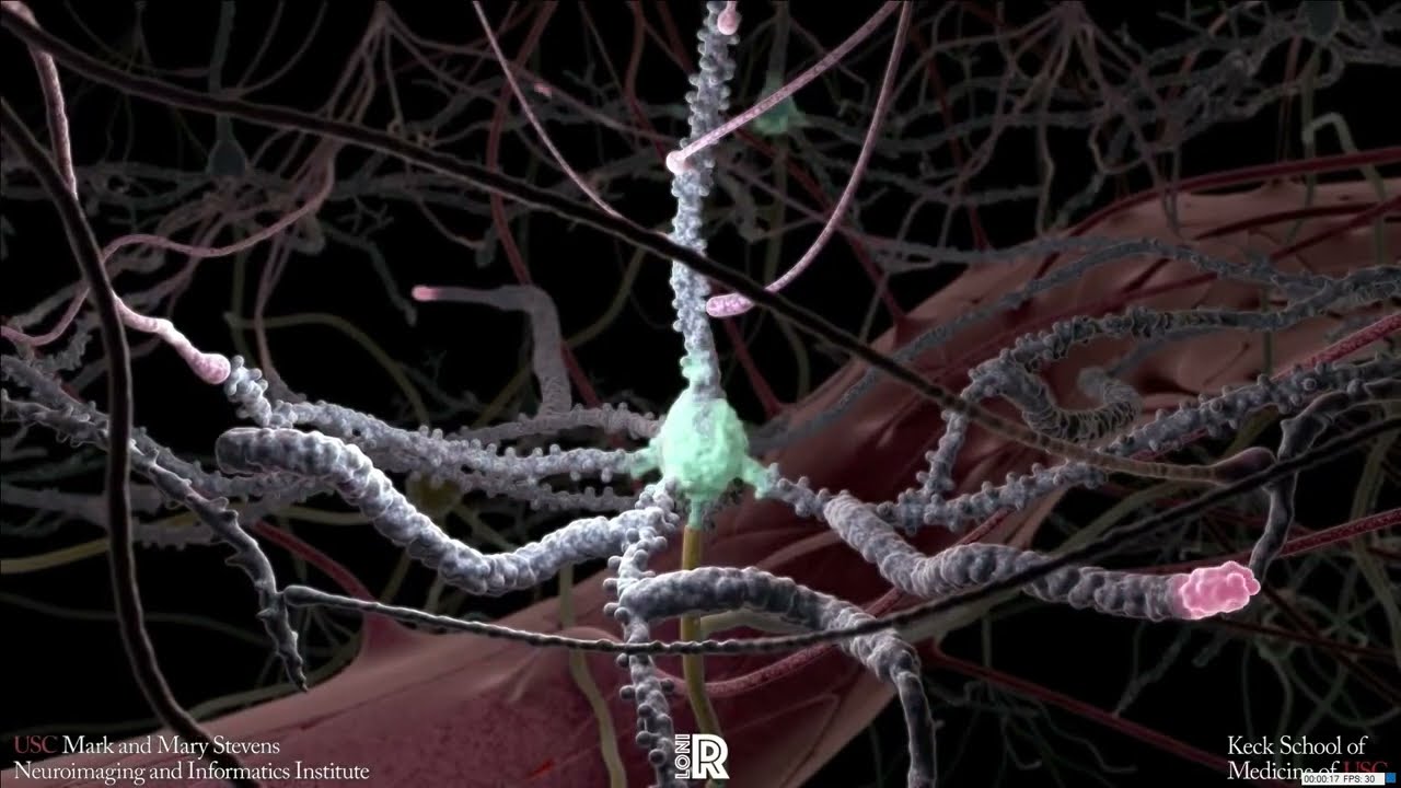 Neuron interconnection simulation