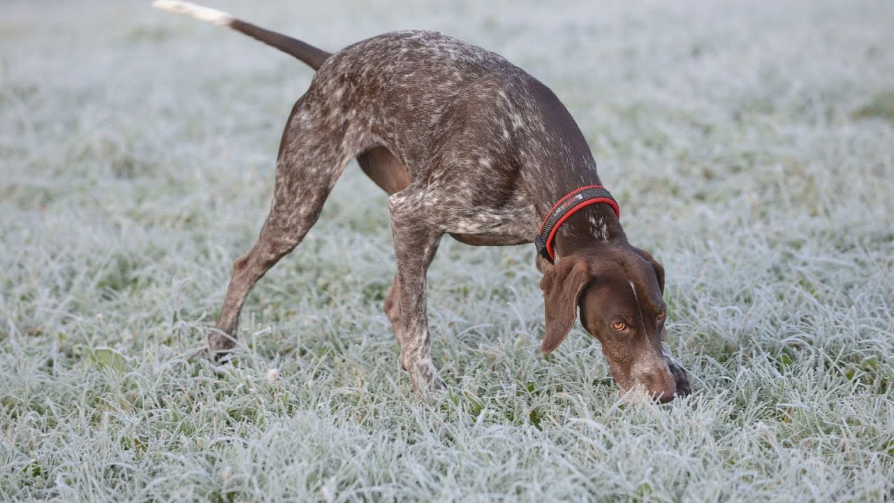 Training Tips for the German Wirehaired Pointer