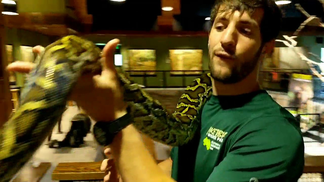 ZooView Burmese Python