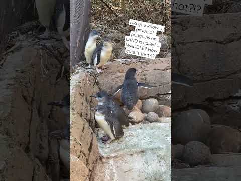 Group of penguins wiggling #adorable #penguins #penguin #zoo #zoology #happy #cute #animals