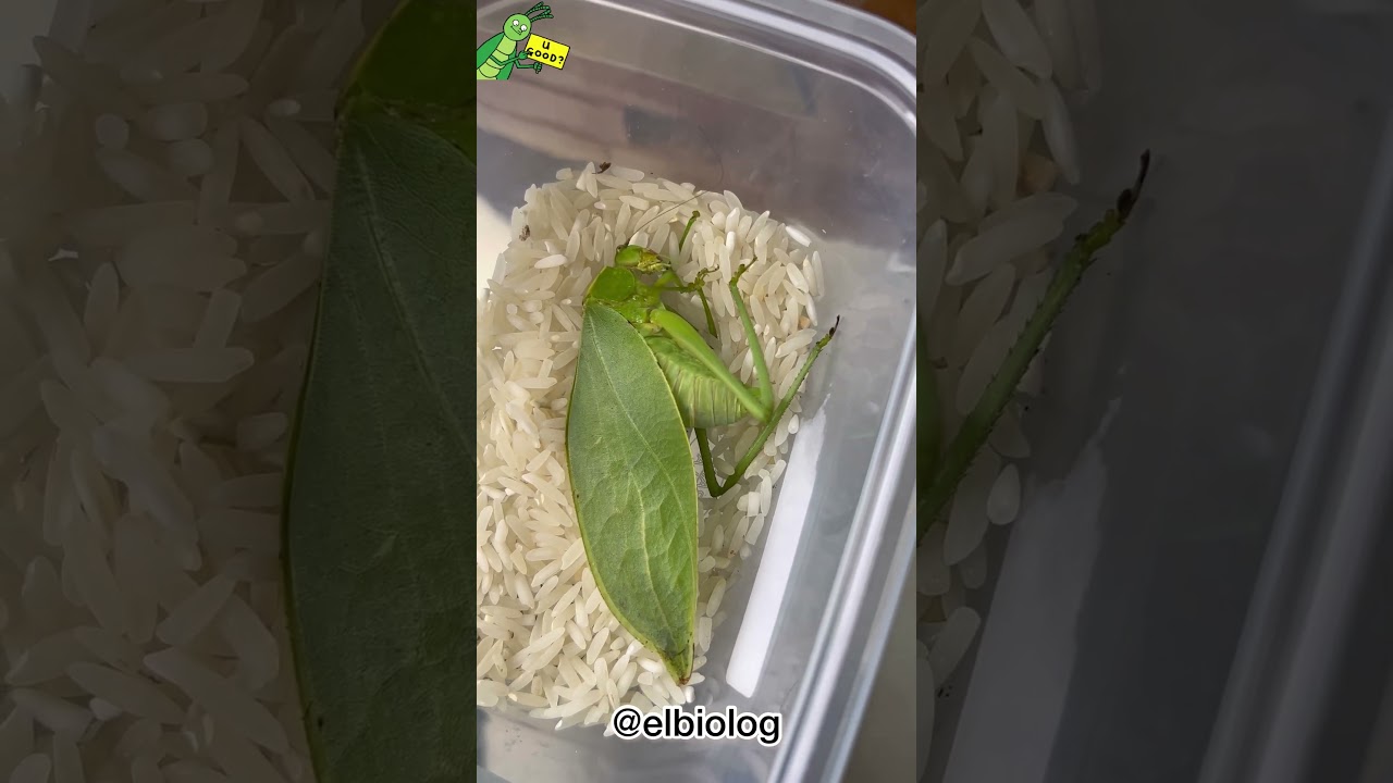 Reviving Drowned Grasshopper 💦🦗🥹 #2