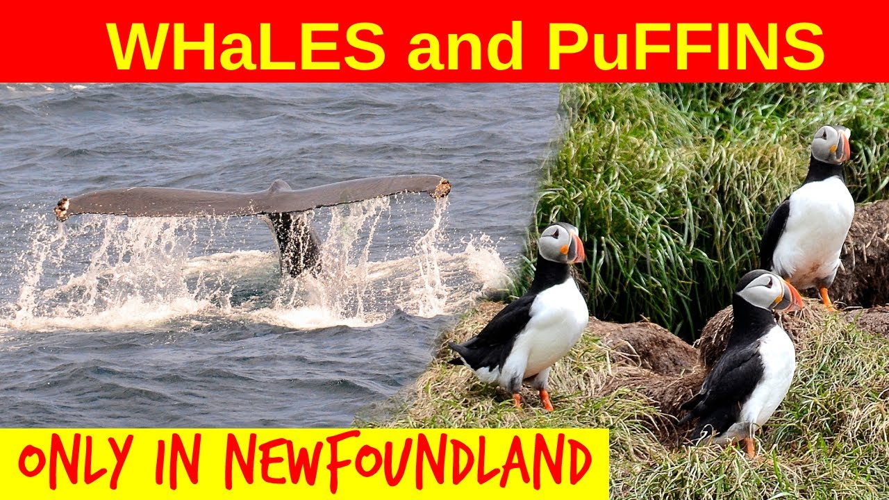 Where You See Nothing But Puffins and Whales/Boat Tour Witless Bay Ecological Reserve Newfoundland