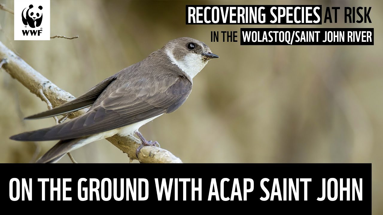 On the Ground with ACAP Saint John - Priority Threat Management