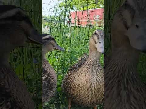 These rouen mallard ducks really turned out to be the best little cuties running around the yard
