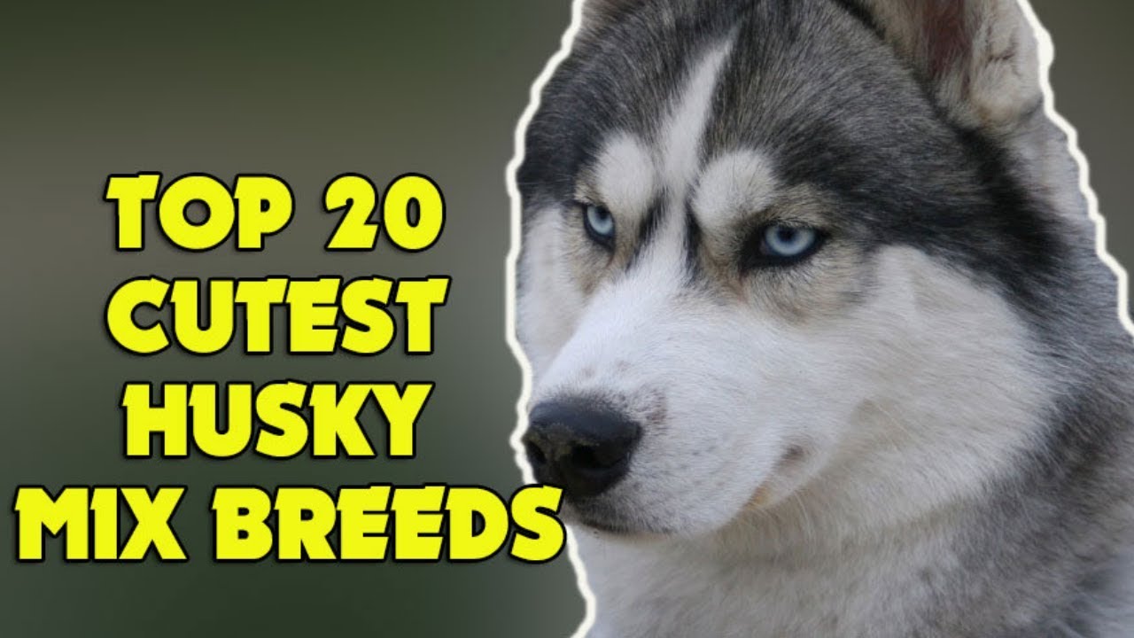 TOP 20 CUTEST HUSKY MIX BREEDS - All About Dogs