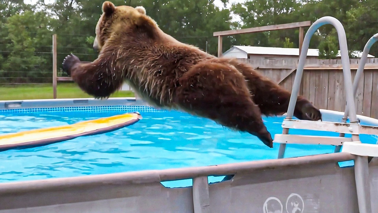Animals vs Water 😂 Funny Animals [2025 Editions]