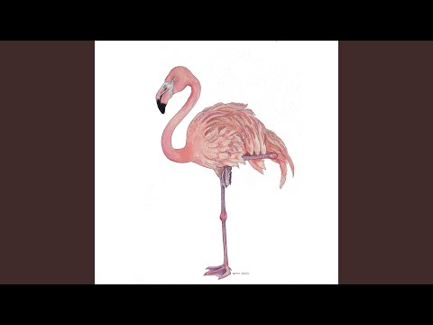 Pink Flamingos