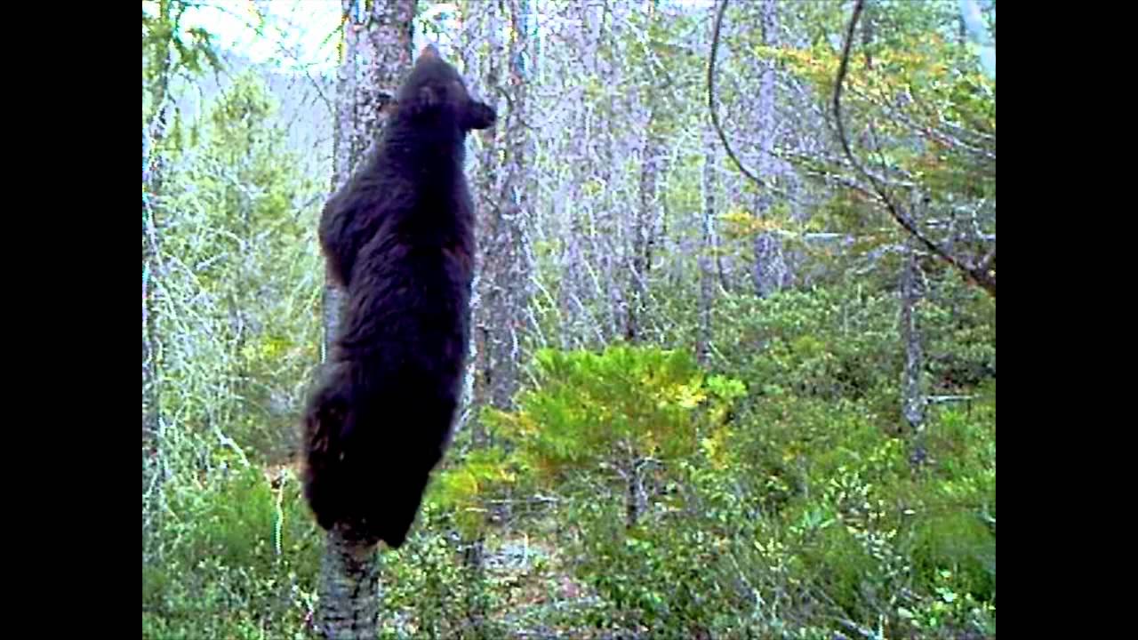 Rogue District Bear Bait