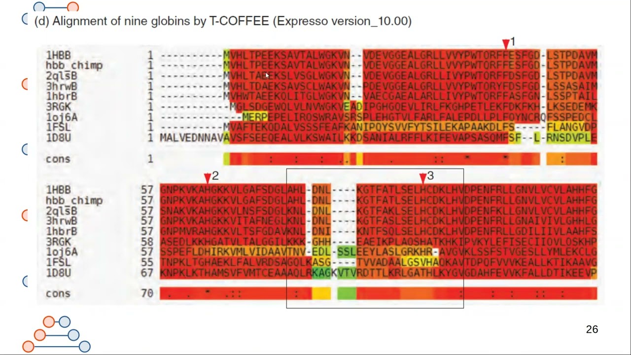 Multiple Sequence Alignment 2