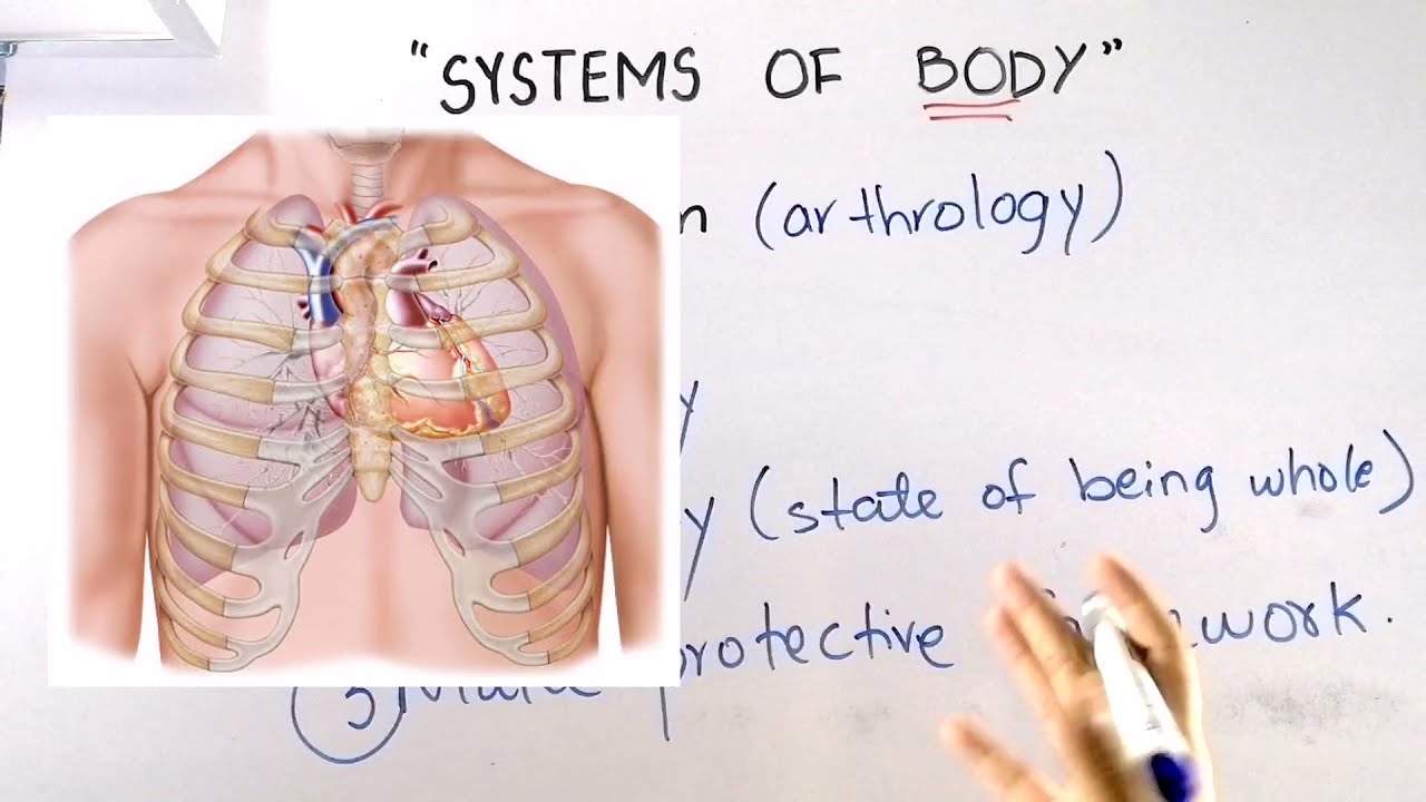 Articular system | General anatomy  | Basic concept building