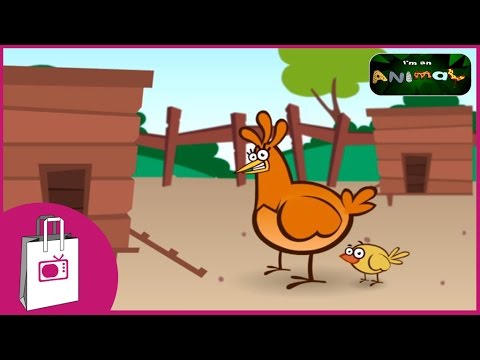 All About Chickens For Kids And Teachers | kiddyhouse.com