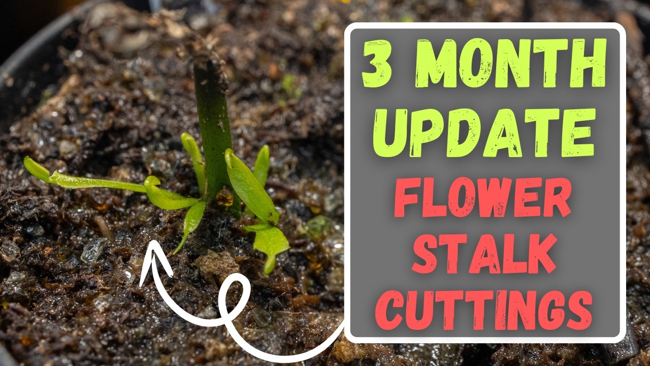 Propagating Venus Flytraps - 3 Month Update On Flower Stalk Cuttings