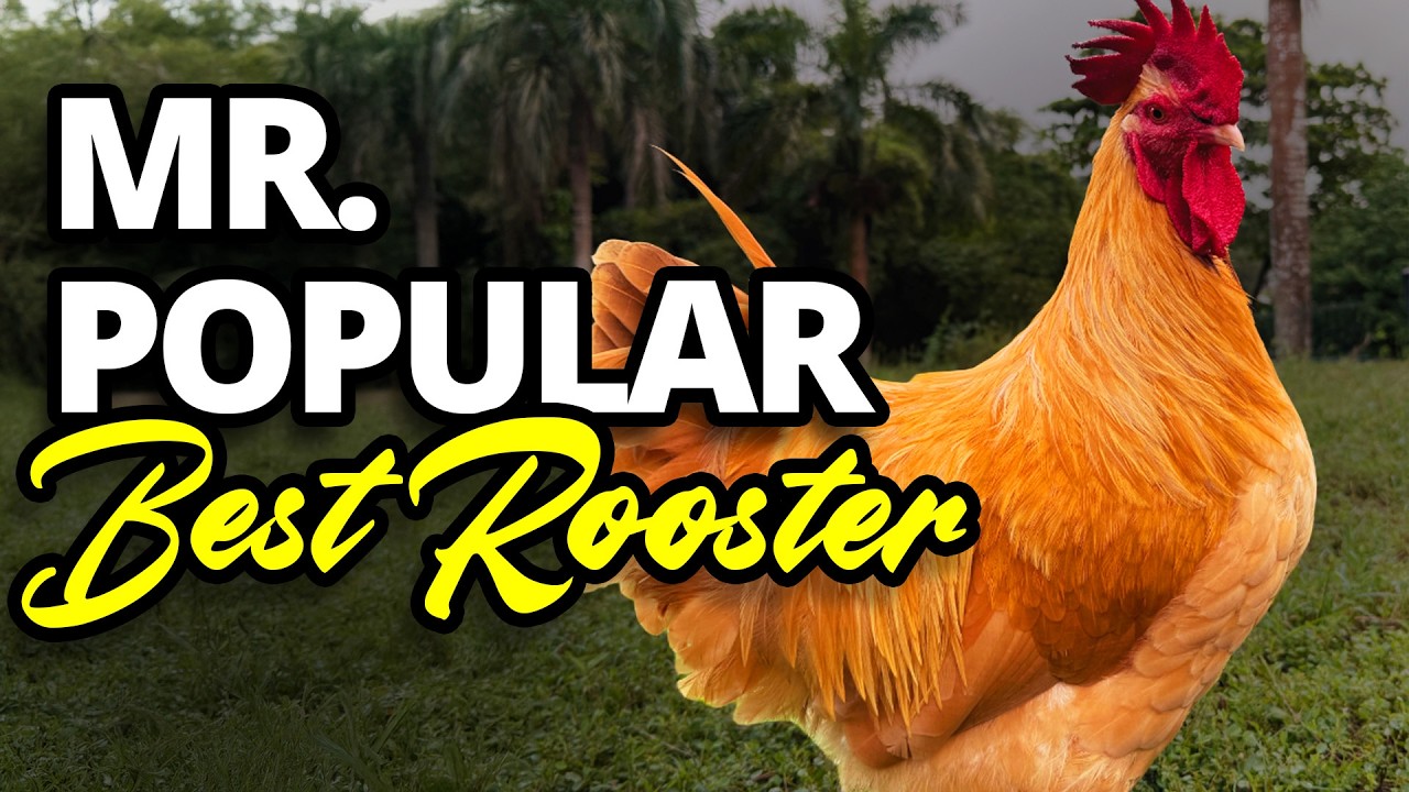 Best Rooster for Backyard Flock Protection & Breeding (My Top Pick!)