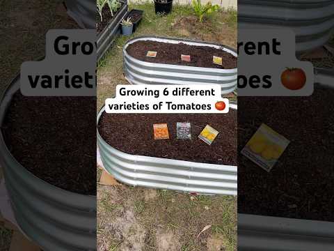 Growing 6 different varieties of Tomatoes
