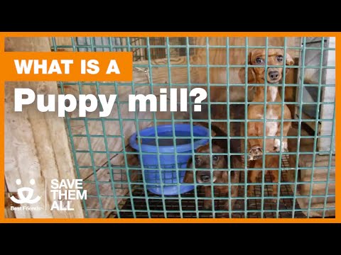 What is a Puppy Mill?