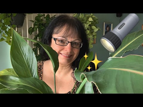 Houseplant Spotlight ✨🔦 Ep. 3 || White Bird Of Paradise || Characteristics + General Care