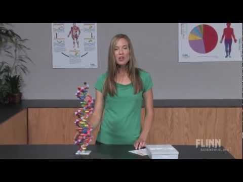 Flinn DNA Molecular Model Set by Flinn Scientific