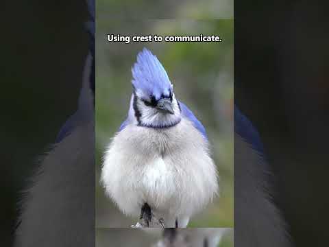 4cool facts about blue jay #birds #shorts #bluejays #birdwatching #birdslover