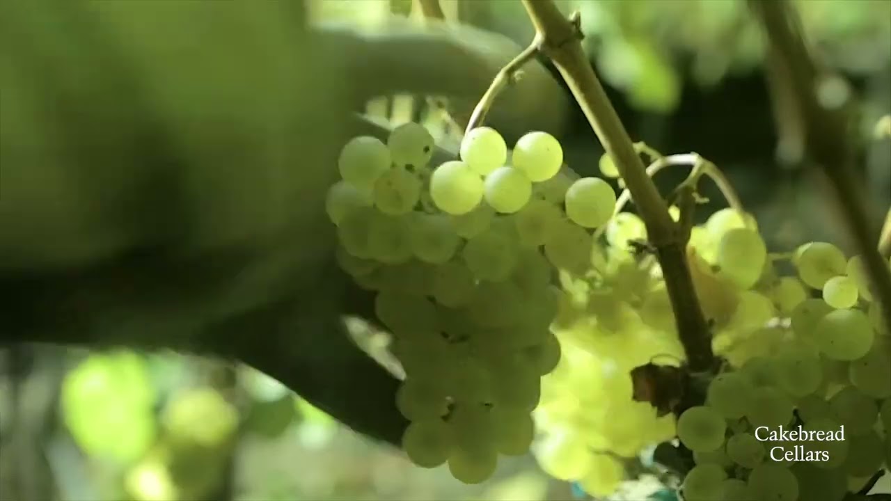 Cakebread Cellars Chardonnay