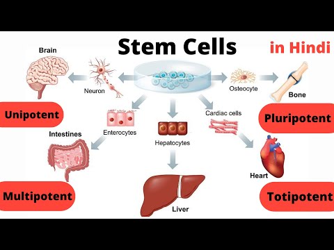 Stem Cells || Types || Unipotent || Multipotent || Pluripotent || Totipotent || in Hindi