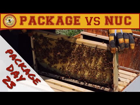 Nuc vs Package Bees Comparison:Day 23 Package Inspection