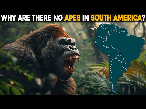 Why Are There No Apes in South America?