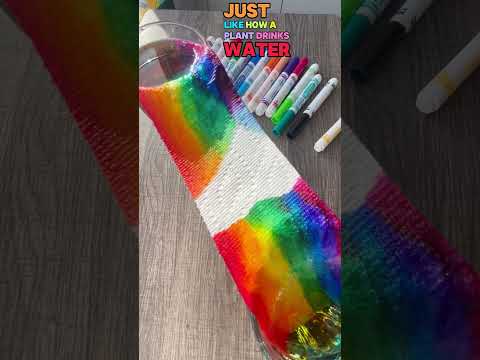 ???? Walking Water Rainbow Experiment – Fun Science with Miss Daisy!