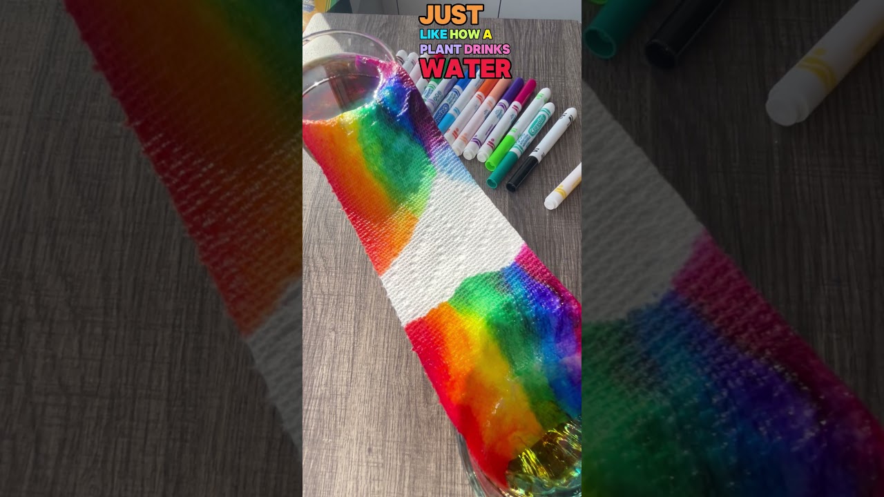 🌈 Walking Water Rainbow Experiment – Fun Science with Miss Daisy!