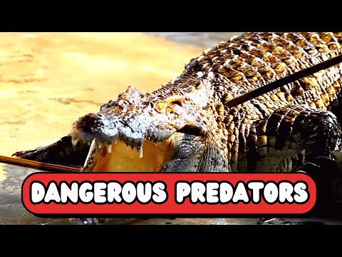 Top 10 Most Dangerous Predators in the Animal Kingdom | Nature's Apex Hunters | UZR Tube