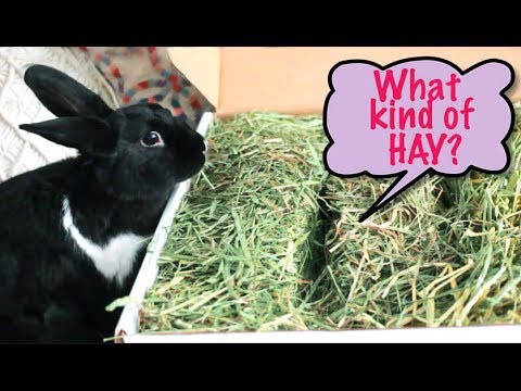 Which Hay is Right For Your Rabbit?