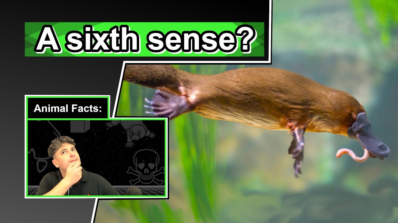 A poisonous egg-laying mammal? | 10 COOL PLATYPUS FACTS