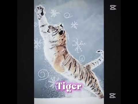 Which animal starts With the letter T?