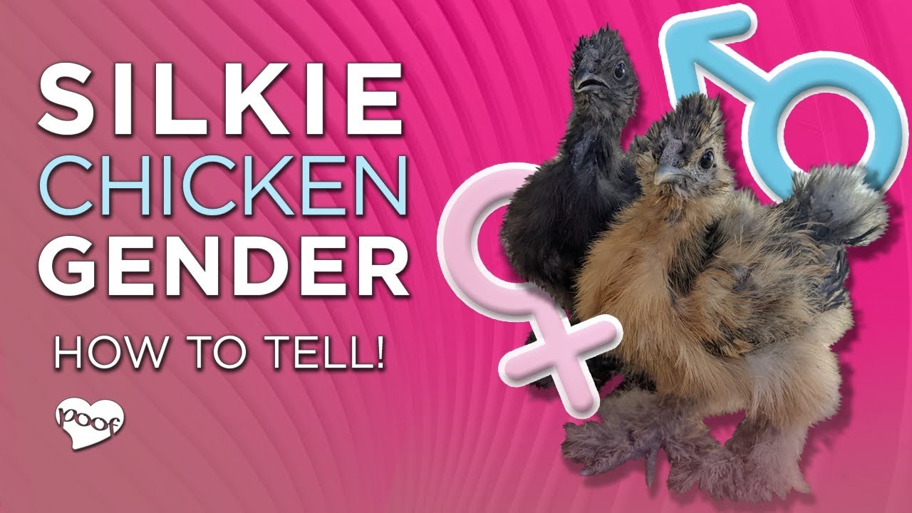 Silkie Chicken Gender (2 Foolproof Ways to Sex Silkies)